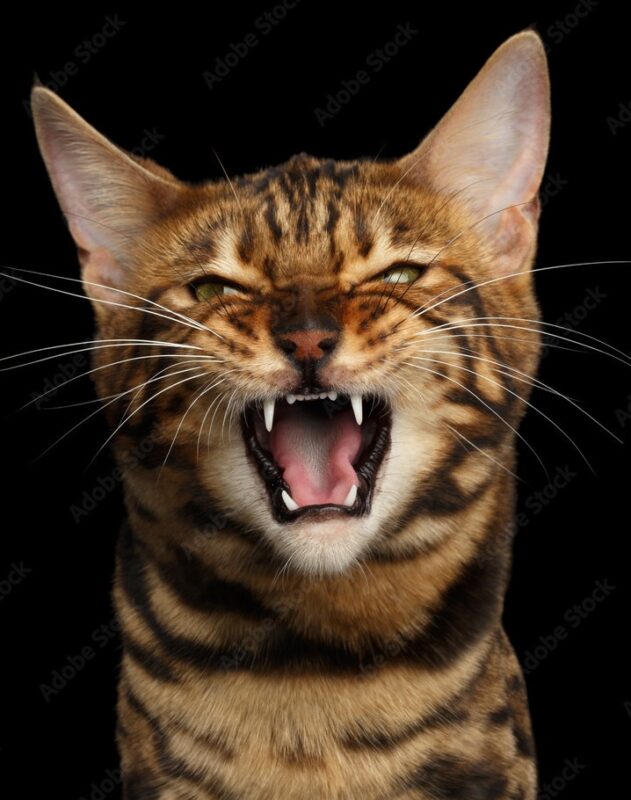 Shogi Tips - Ready to Win?